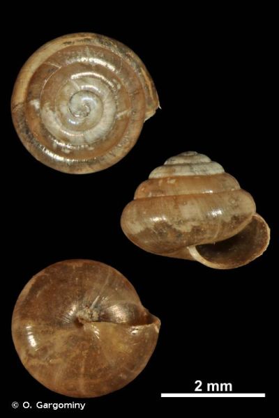 FAUNA - Euconulus alderi - Fiche espèce