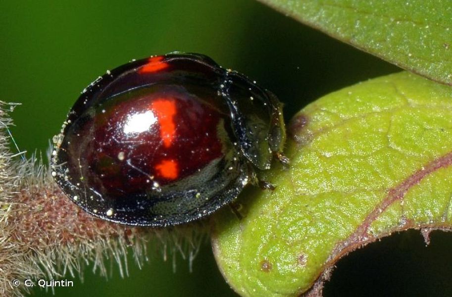 FAUNA - Chilocorus bipustulatus - Fiche espèce