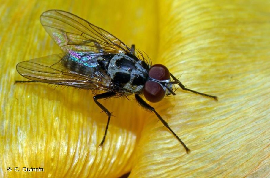 FAUNA - Anthomyia procellaris - Fiche espèce