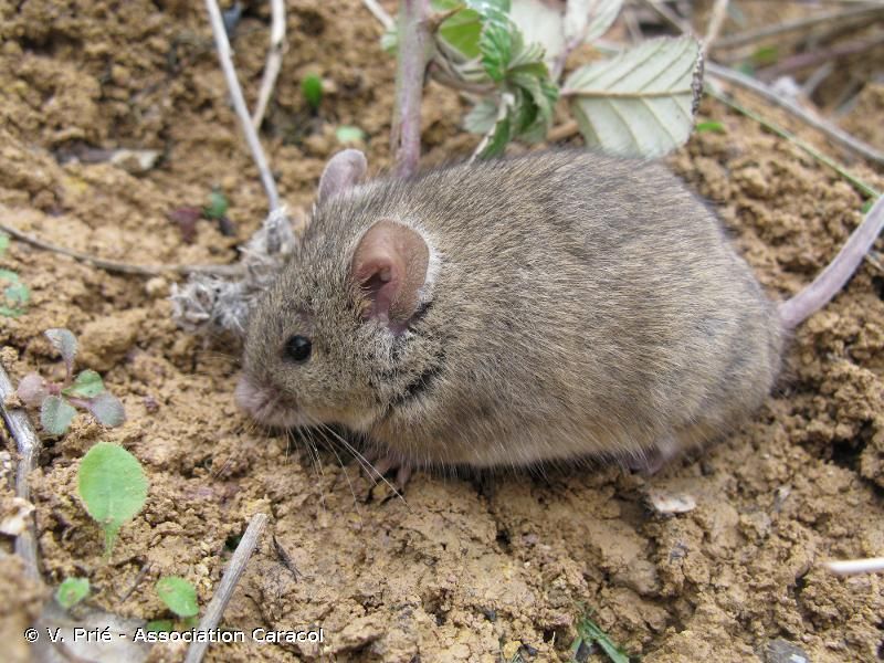 FAUNA - Mus spretus - Fiche espèce