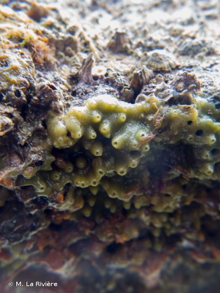 FAUNA - Halichondria panicea - Fiche espèce