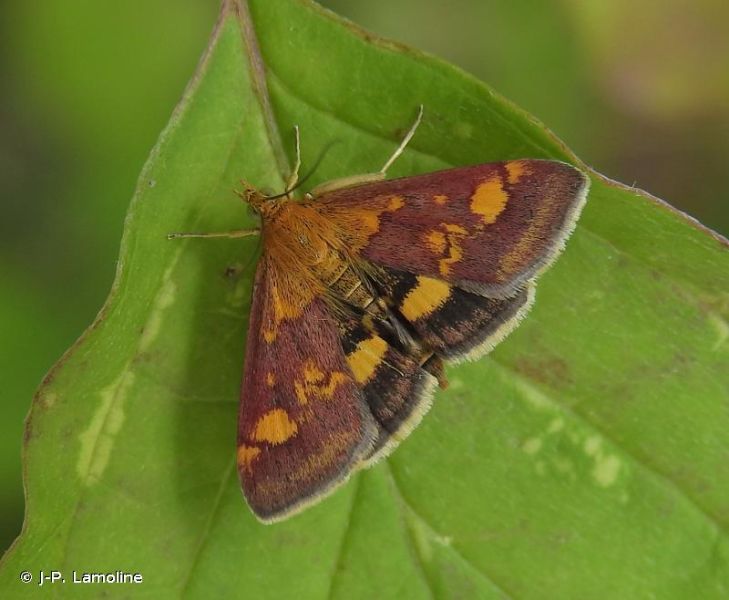 FAUNA - Pyrausta aurata - Fiche espèce