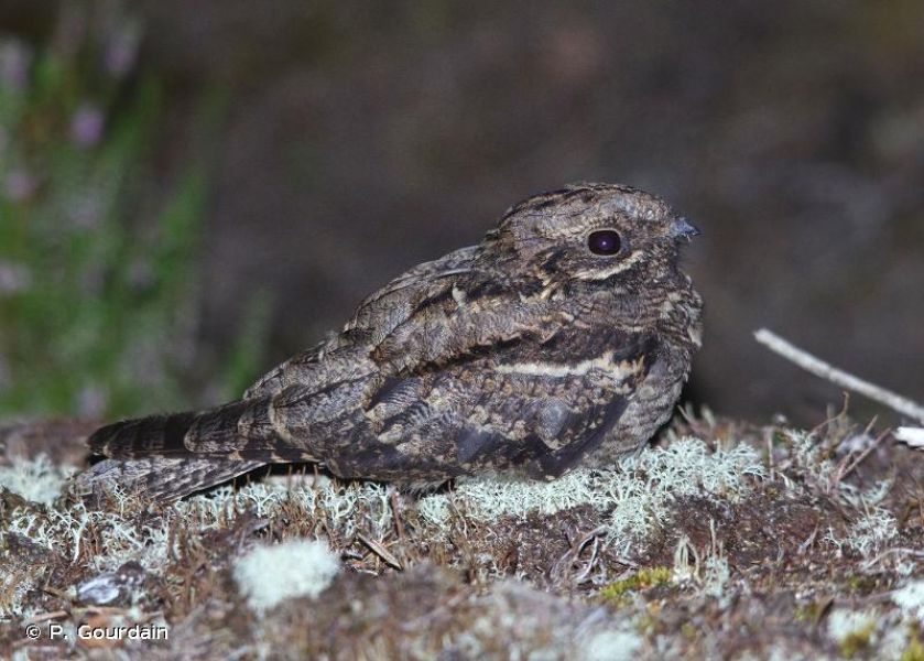FAUNA - Caprimulgus europaeus - Fiche espèce