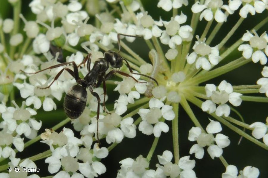 FAUNA - Formica fusca - Fiche espèce