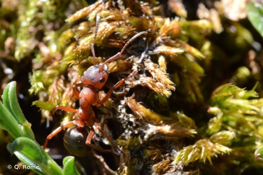 FAUNA - Formica sanguinea - Fiche espèce