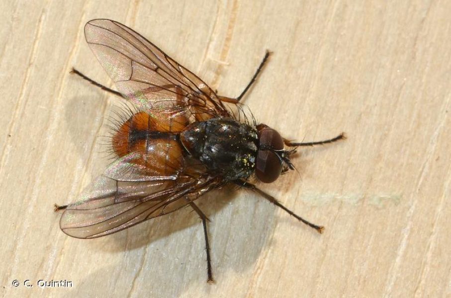 FAUNA - Phaonia subventa - Fiche espèce
