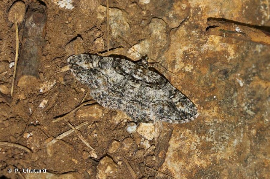 FAUNA - Cleora cinctaria - Fiche espèce