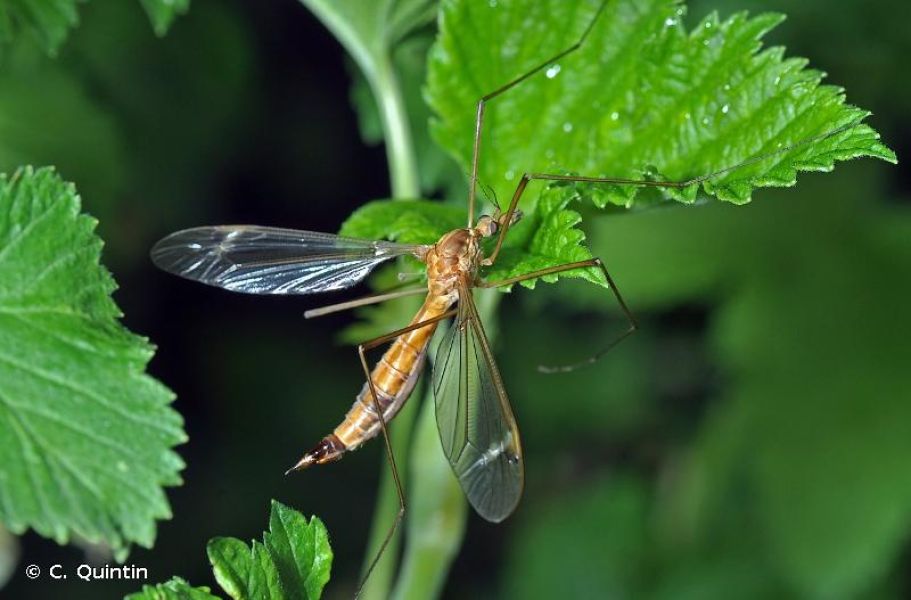 FAUNA - Tipula lunata - Fiche espèce