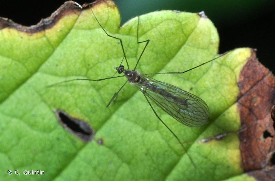 FAUNA - Trichocera annulata - Fiche espèce