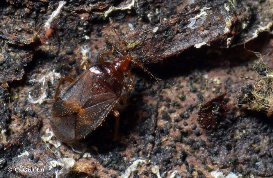 FAUNA - Cardiastethus fasciiventris - Fiche espèce