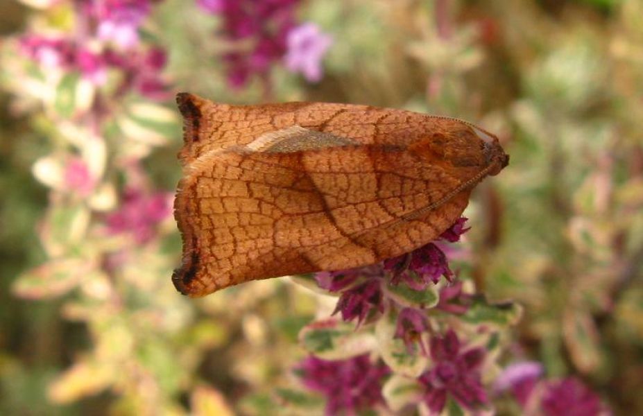 FAUNA - Archips podana - Fiche espèce