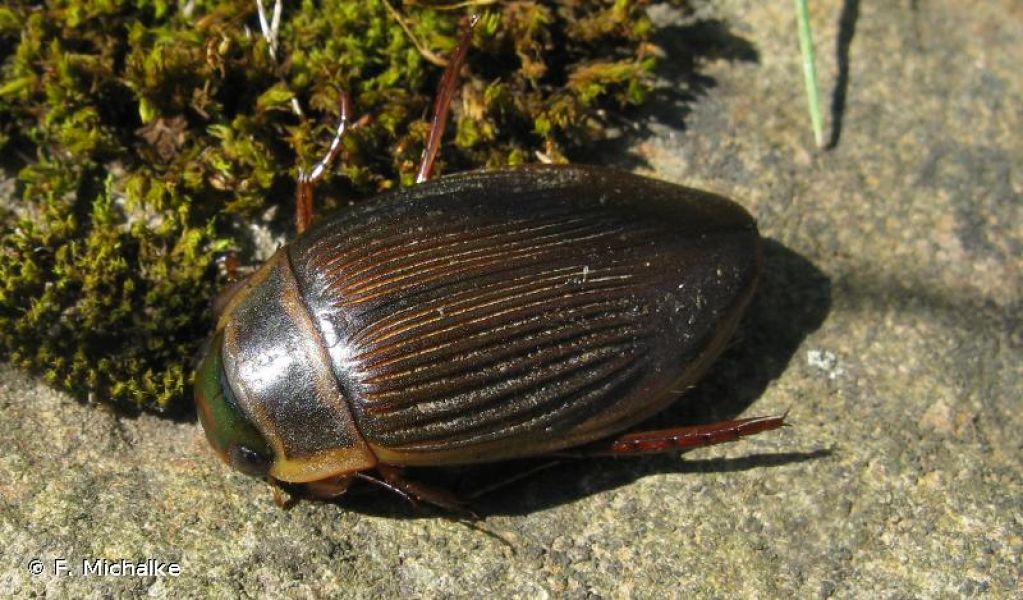 FAUNA - Dytiscus marginalis - Fiche espèce