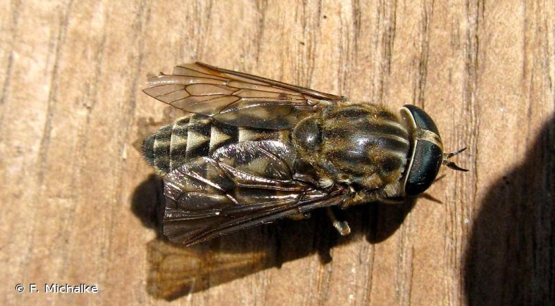 FAUNA - Tabanus bromius - Fiche espèce