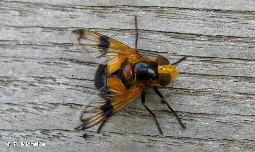 FAUNA - Volucella inflata - Fiche espèce