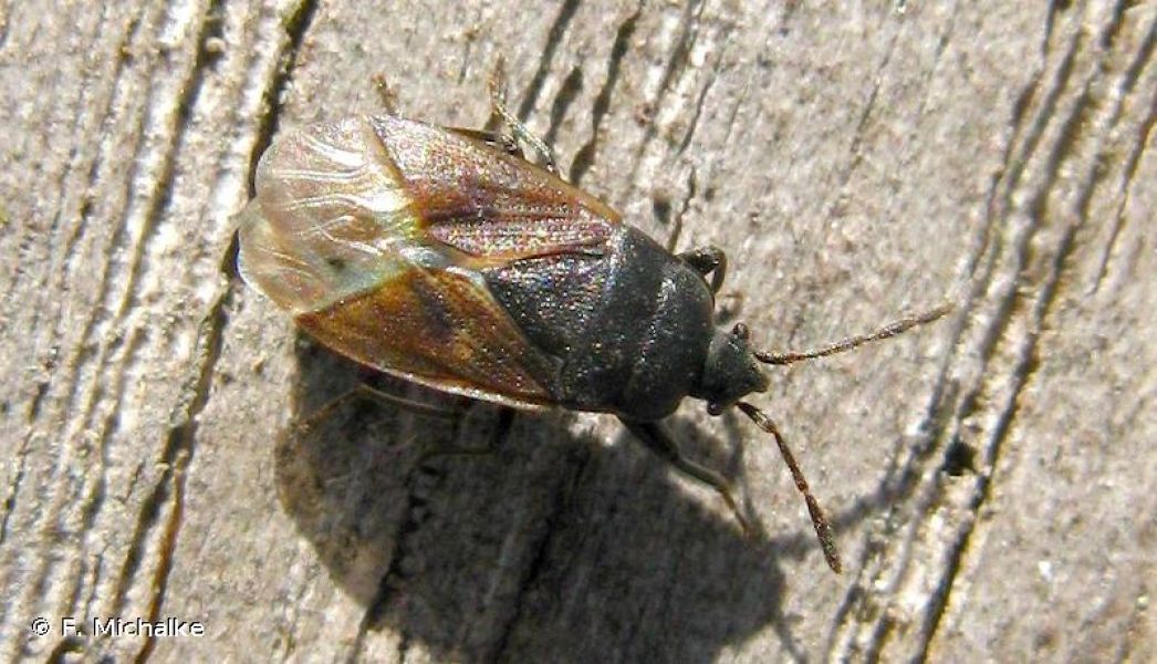 FAUNA - Drymus sylvaticus - Fiche espèce