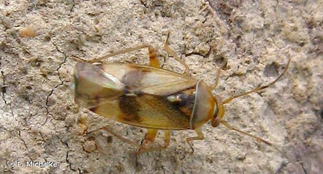 FAUNA - Pinalitus cervinus - Fiche espèce