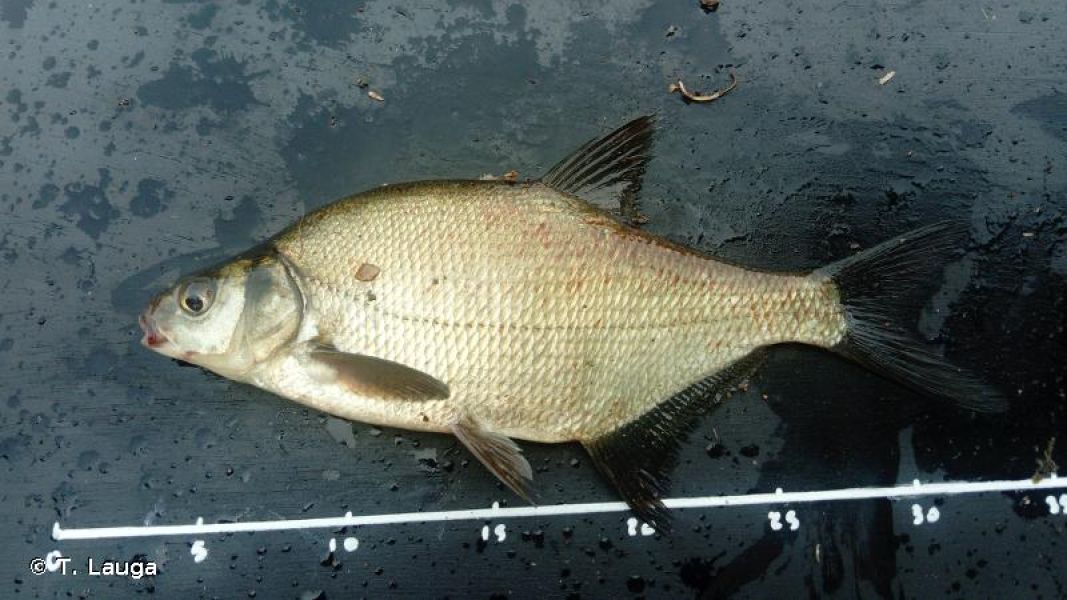FAUNA - Abramis brama - Fiche espèce
