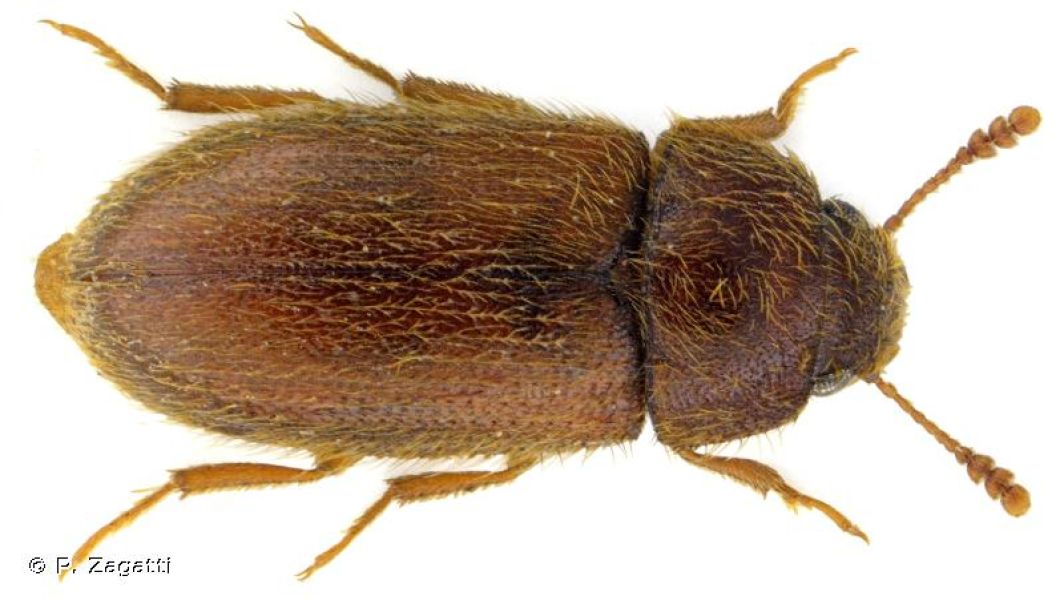 FAUNA - Typhaea stercorea - Fiche espèce