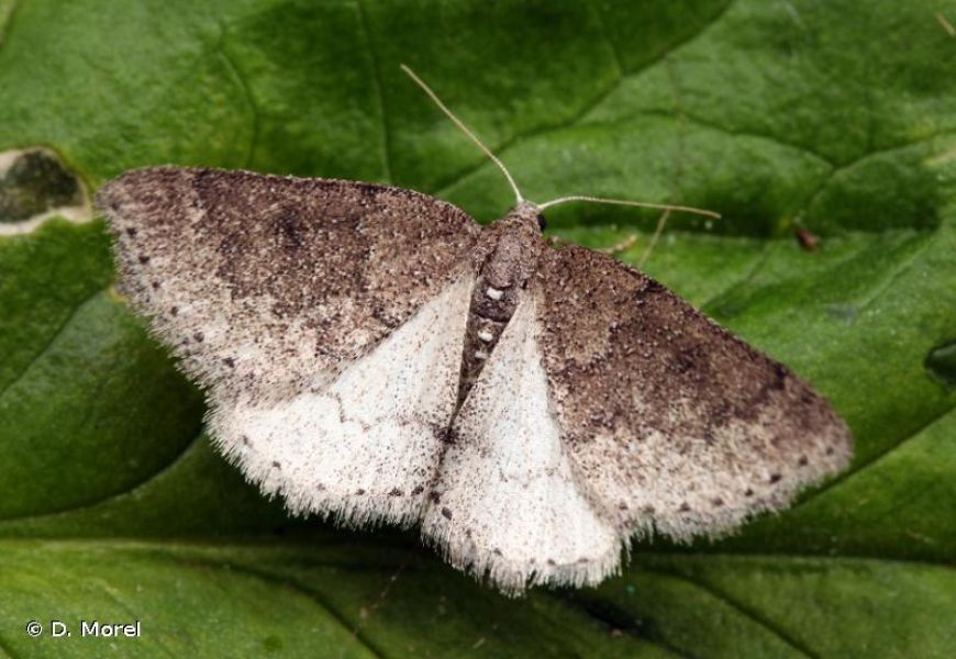 FAUNA - Aleucis distinctata - Fiche espèce