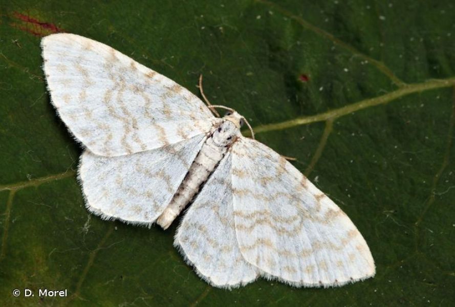 FAUNA - Asthena albulata - Fiche espèce