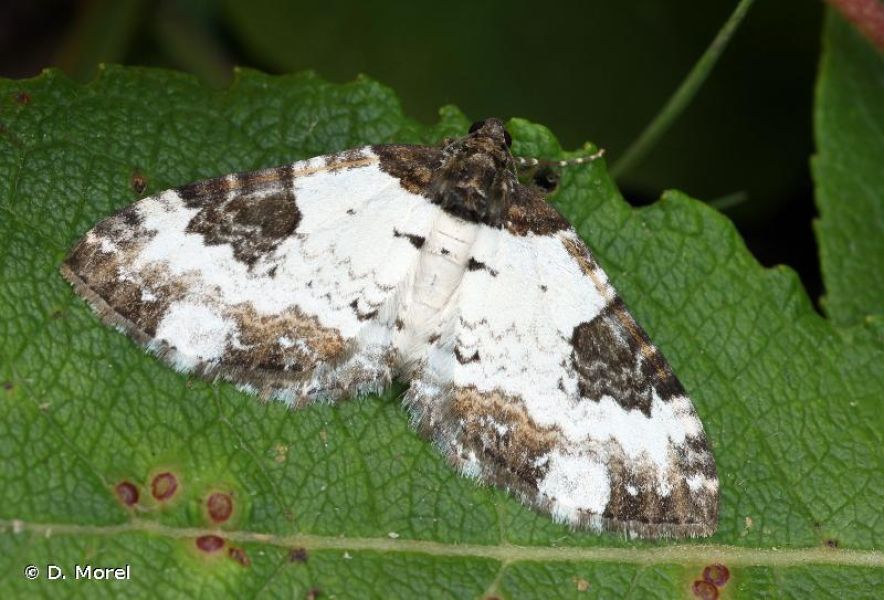 FAUNA - Melanthia procellata - Fiche espèce