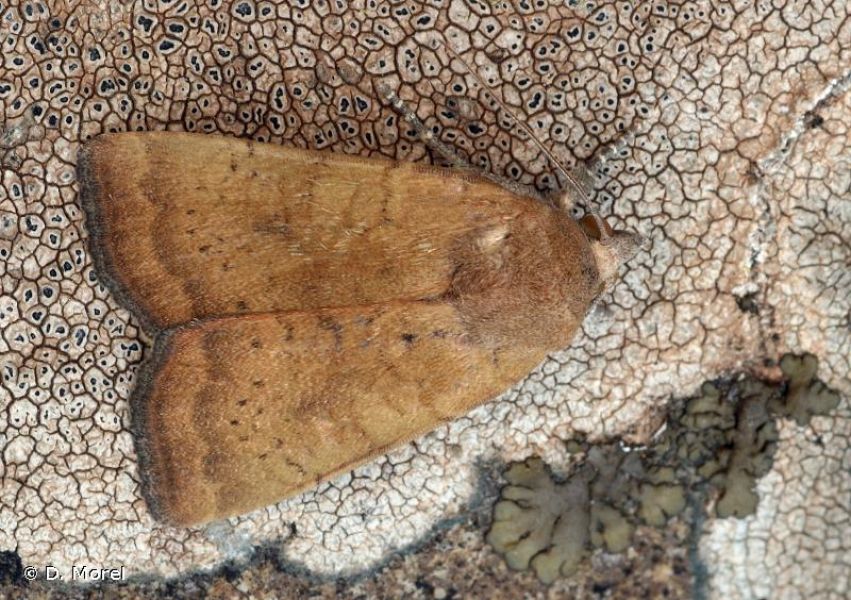 FAUNA - Noctua interjecta - Fiche espèce