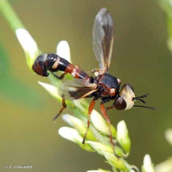 FAUNA - Physocephala vittata - Fiche espèce