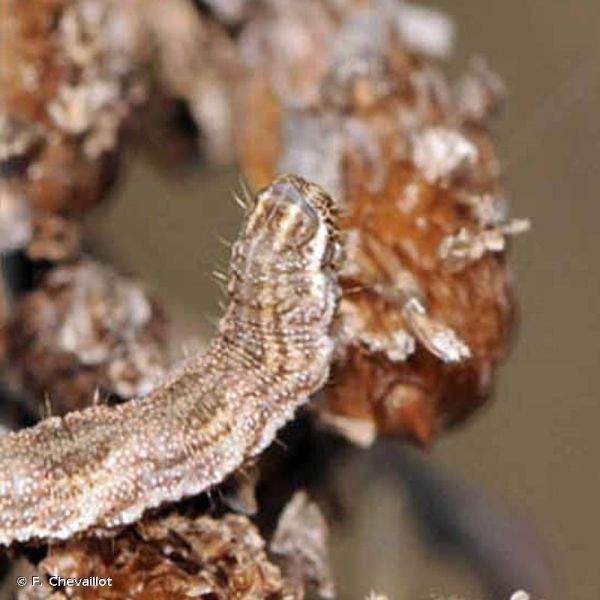 FAUNA - Eupithecia icterata - Fiche espèce