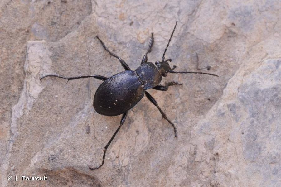 FAUNA - Carabus convexus - Fiche espèce