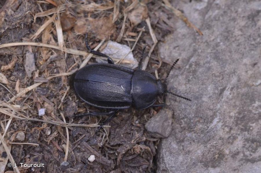 FAUNA - Silpha tyrolensis - Fiche espèce