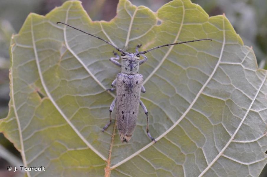 FAUNA - Saperda octopunctata - Fiche espèce