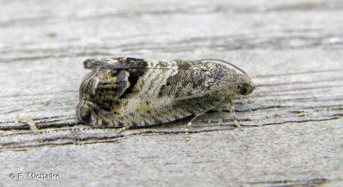 FAUNA - Cydia splendana - Fiche espèce