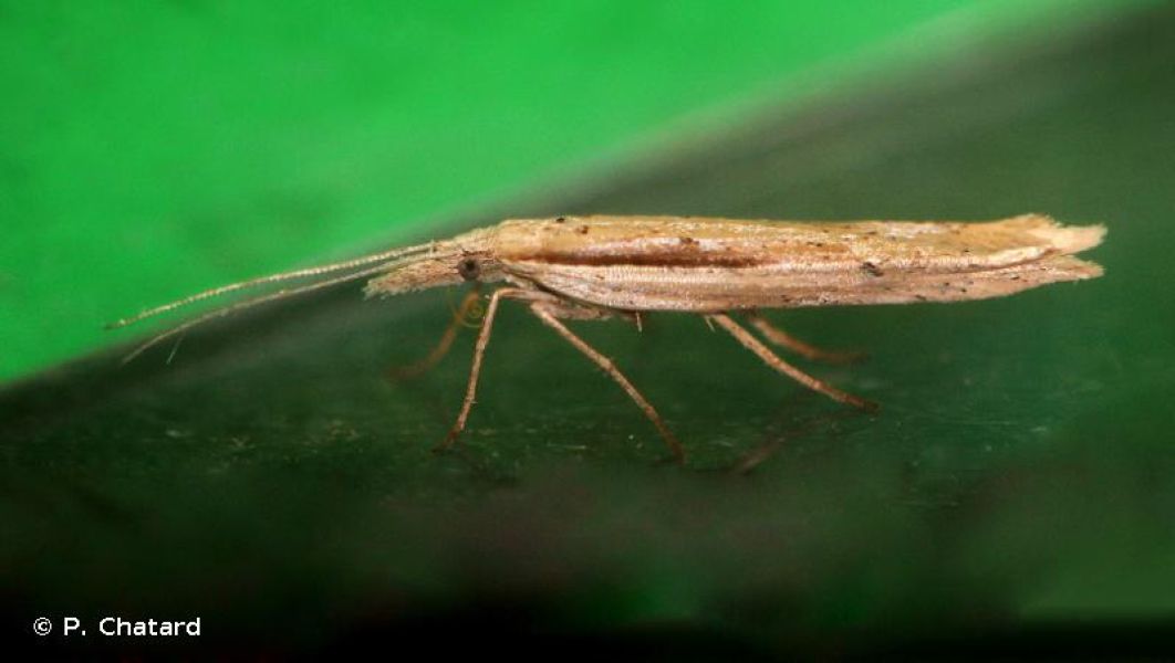 FAUNA - Ypsolopha mucronella - Fiche espèce