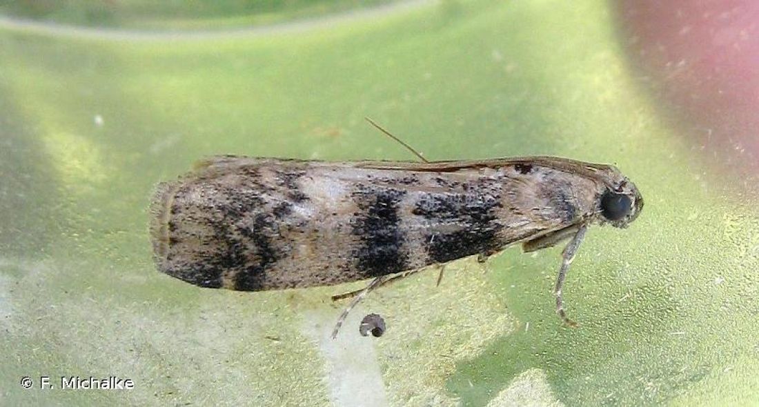 FAUNA - Euzophera pinguis - Fiche espèce