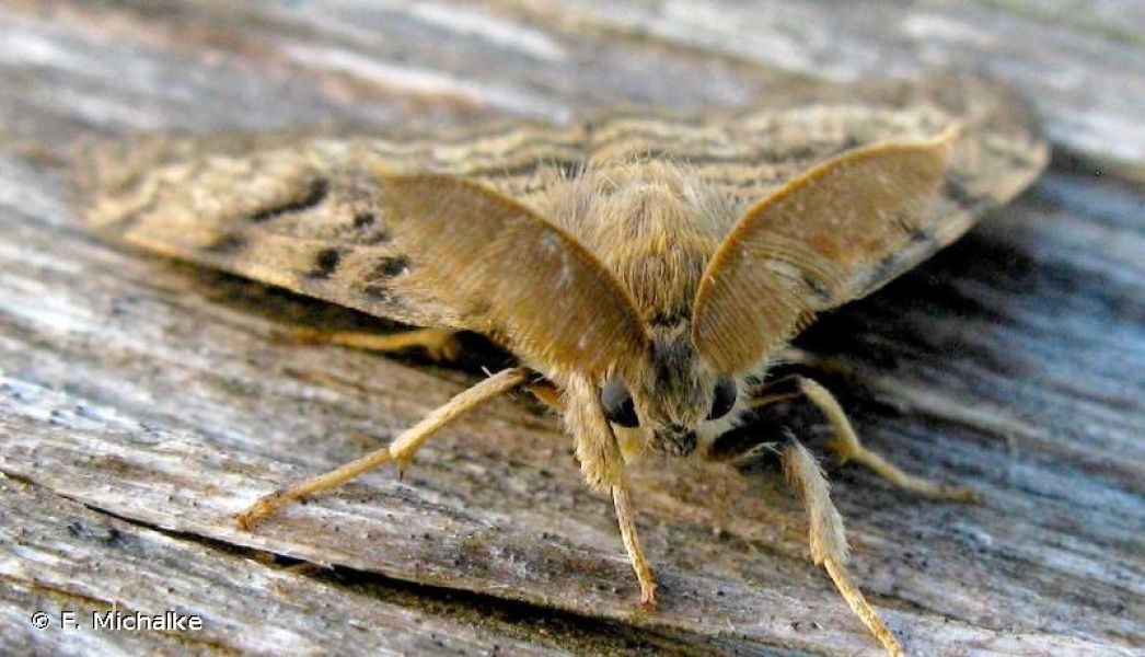 FAUNA - Lymantria dispar - Fiche espèce