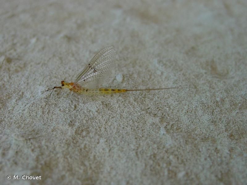 FAUNA - Ephemera lineata - Fiche espèce