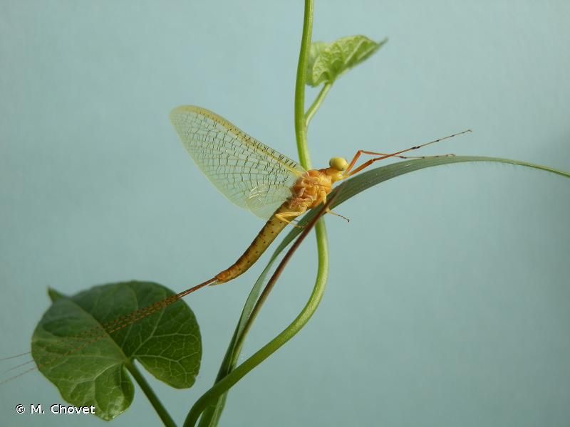 FAUNA - Potamanthus luteus - Fiche espèce
