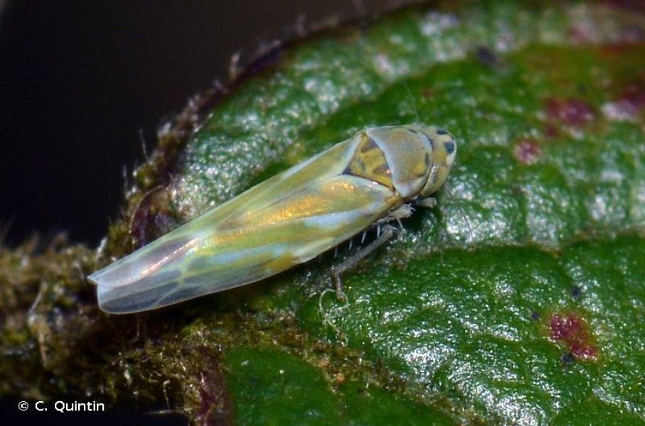 FAUNA - Frutioidia bisignata - Fiche espèce