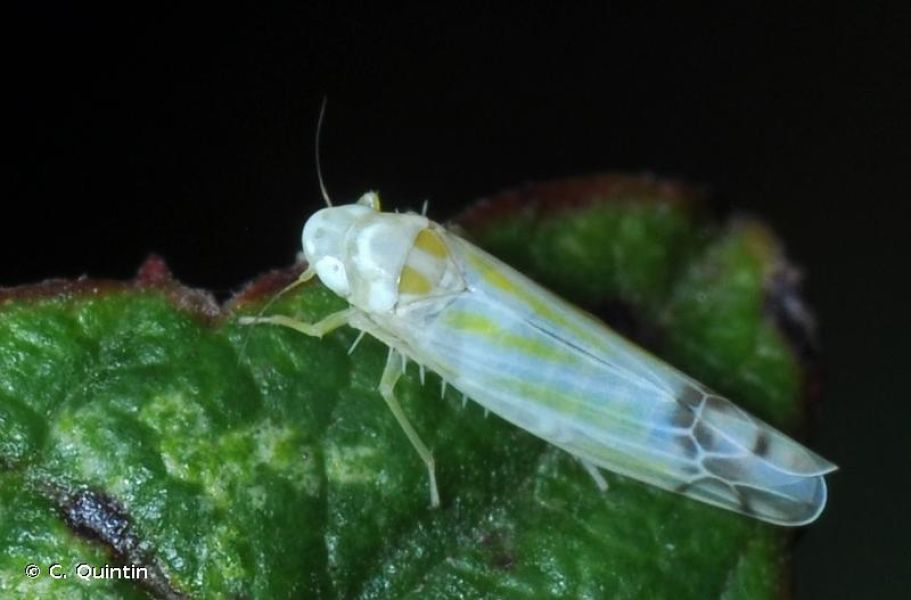 FAUNA - Ribautiana tenerrima - Fiche espèce