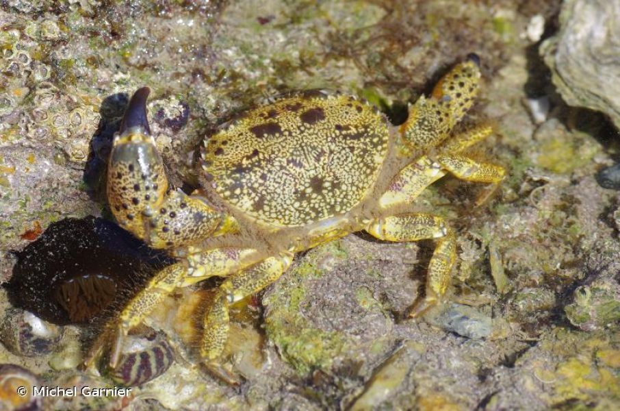 FAUNA - Eriphia verrucosa - Fiche espèce