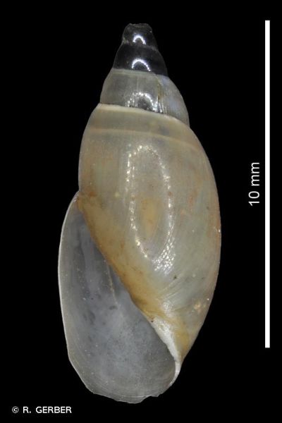 FAUNA - Aplexa hypnorum - Fiche espèce