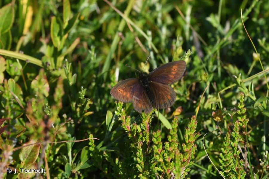 FAUNA - Erebia epiphron - Fiche espèce