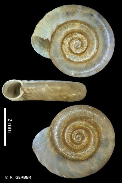 FAUNA - Anisus spirorbis - Fiche espèce