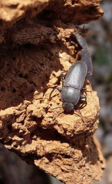 FAUNA - Tenebrio opacus - Fiche espèce