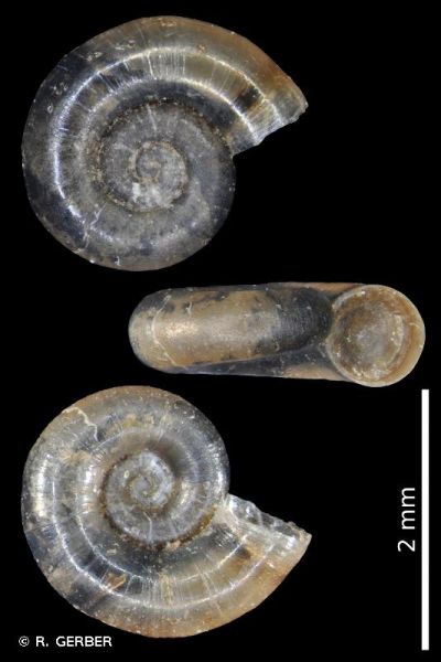 FAUNA - Valvata cristata - Fiche espèce