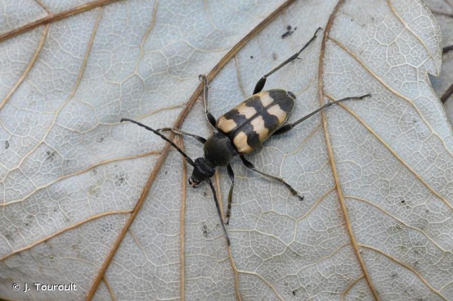 FAUNA - Pachytodes erraticus - Fiche espèce