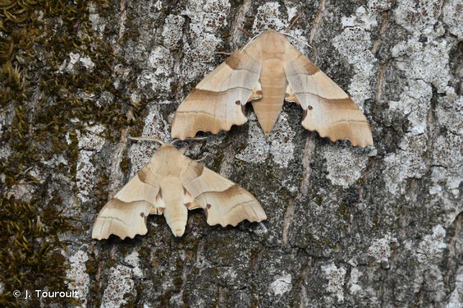 FAUNA - Marumba quercus - Fiche espèce