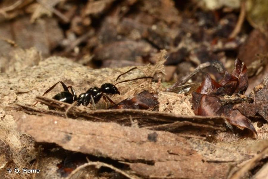 FAUNA - Formica gagates - Fiche espèce