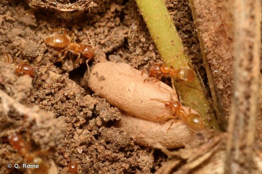 FAUNA - Lasius flavus - Fiche espèce