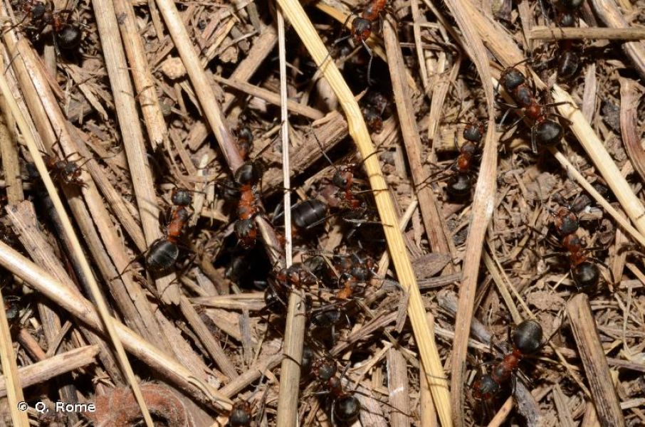 FAUNA - Formica pratensis - Fiche espèce